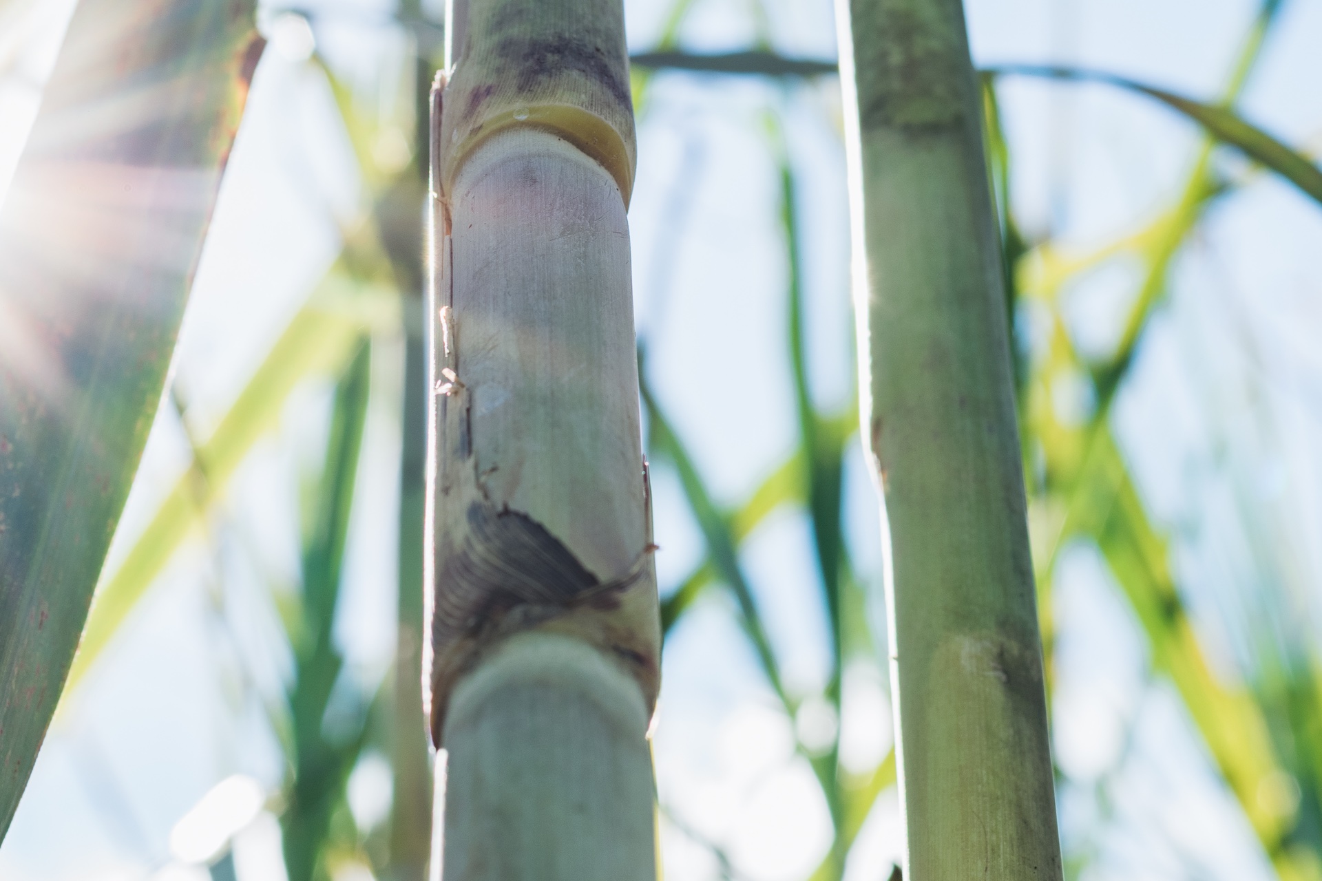 A Premier Medical Spa | The Lookshop Aesthetics Studio